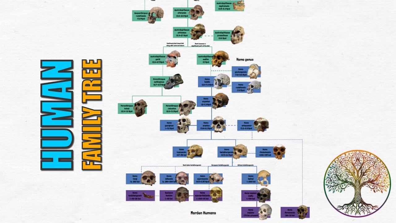 Human Family Tree | Evolution Path of Humankind [Mammals World]