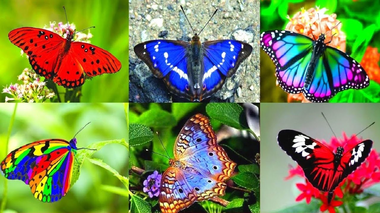 MARIPOSAS MÁS SORPRENDENTES Y BELLAS DEL MUNDO
