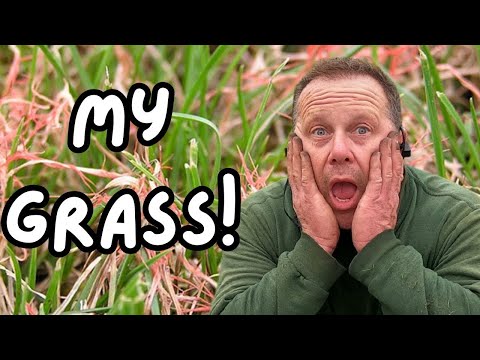 Do This To BATTLE Lawn Fungus Into Submission!