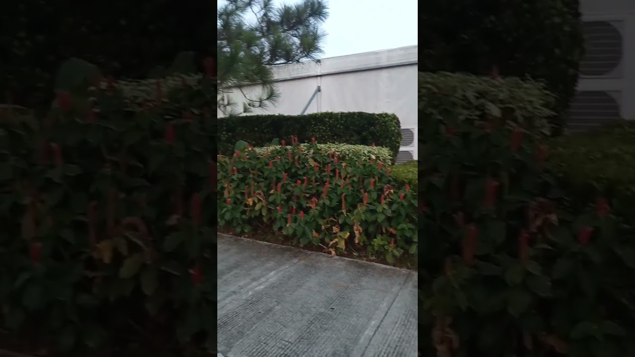 Pin  on your design plants#shortvedi#satisfying#trending#gardendesign#viralshort#viral#plants