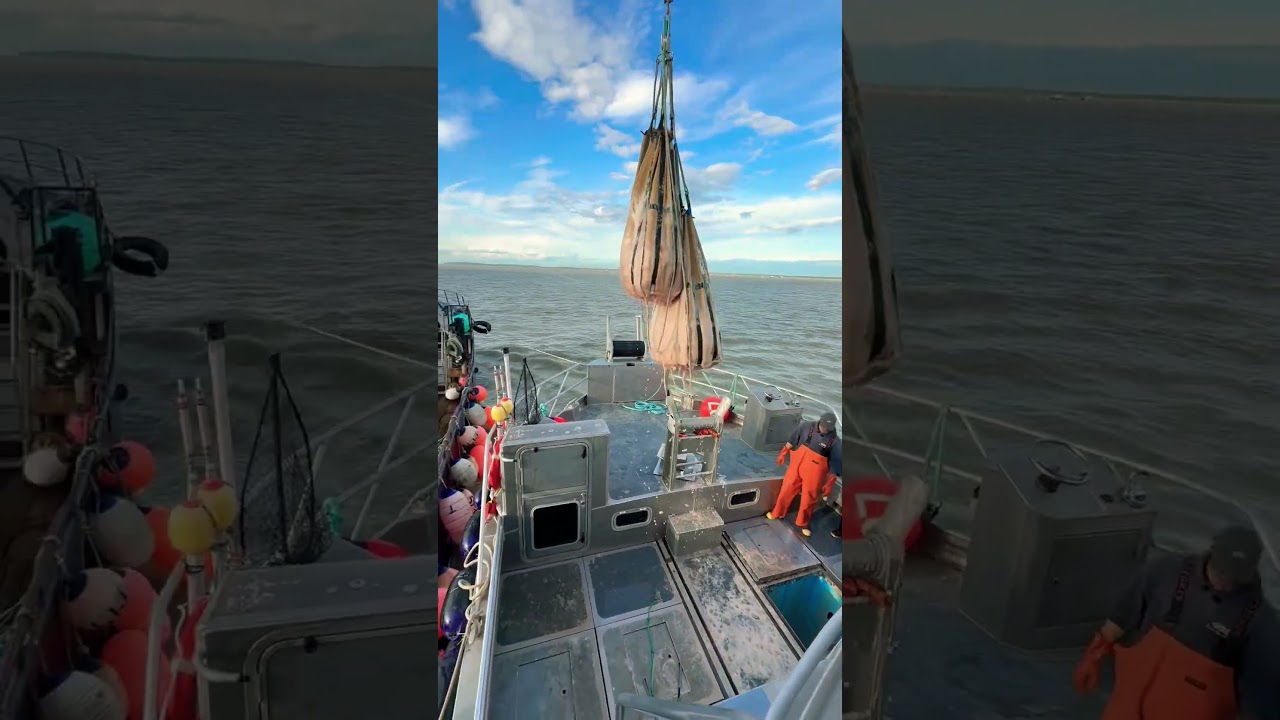 M&M is one of the Best in Bristol Bay, Andy Mc. is GREAT on the crane! 🏗️ | Wild Sockeye Salmon