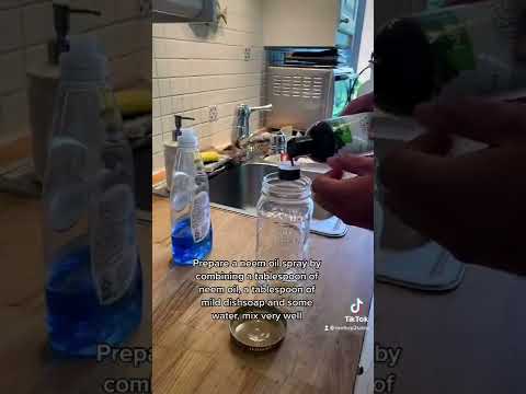 How to Prune and Protect Your Zucchini Plant