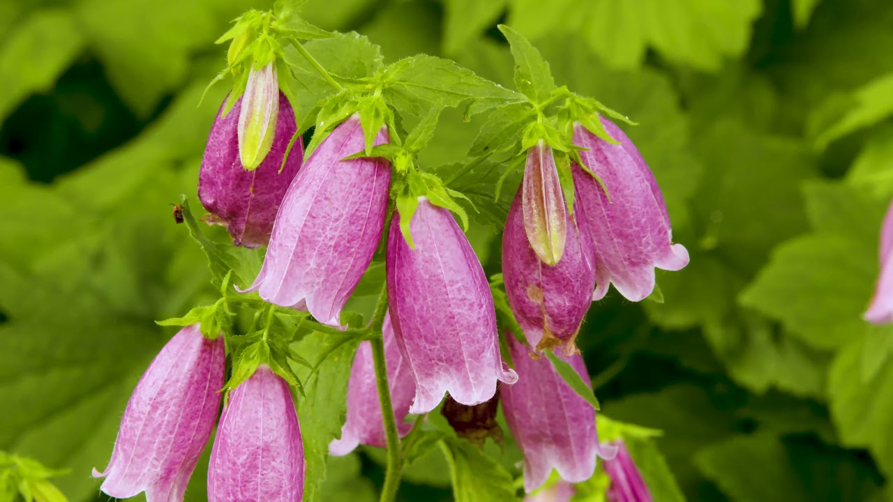 Bellflowers in the Shade Garden
