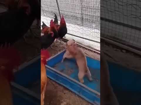 He visto humanos en peleas de gallos, pero nunca gallos en pelea de perros.