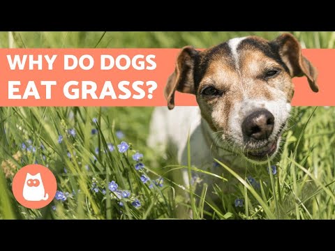 Why do Dogs Eat Grass? 🐶 Is it SAFE?