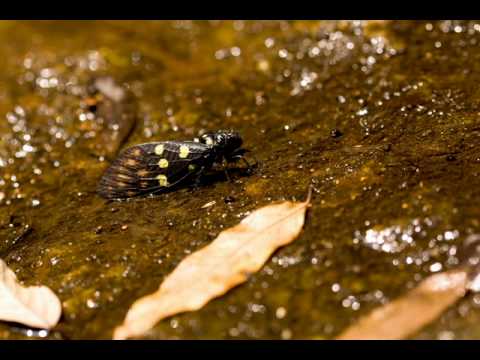 The “Butterfly Cicadas” – Cicada Mania