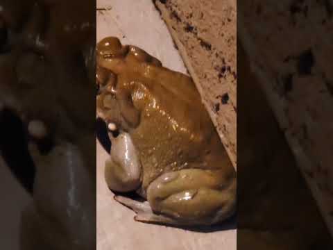 Finding a frog at your front door is a potent spiritual symbol with various possible meanings.