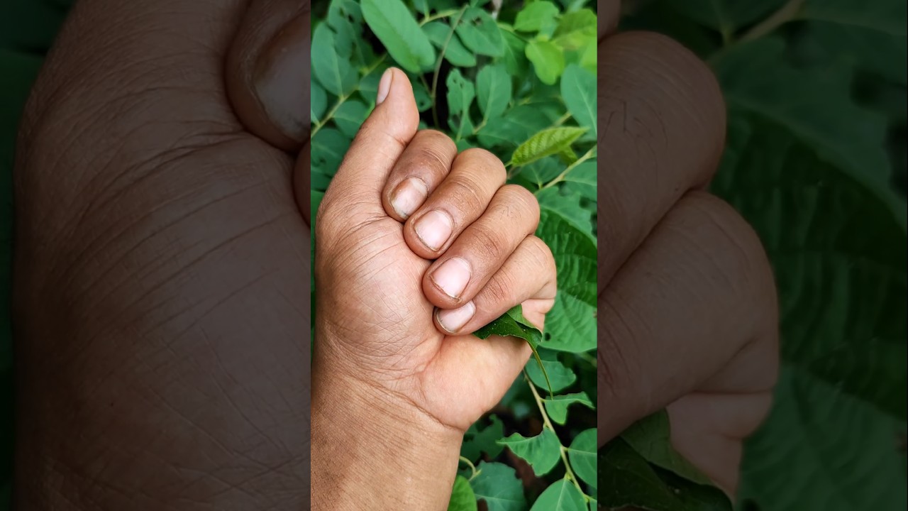 Small but cute insect #insects #nature #ladybug