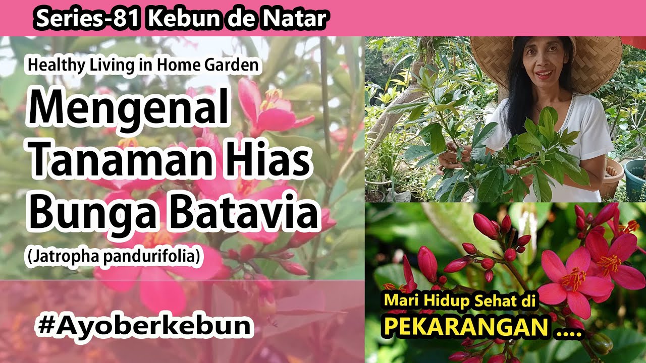 Mengenal Tanaman Bunga Batavia