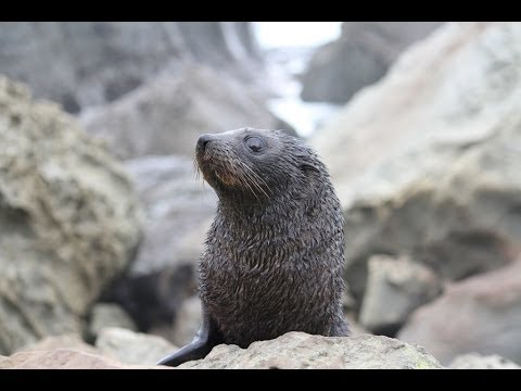 Penny Speaking Spanish to the Seals