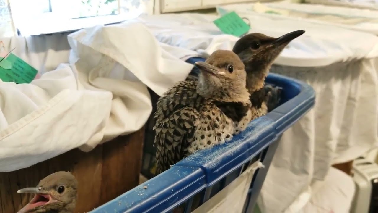 Baby Northern Flickers!