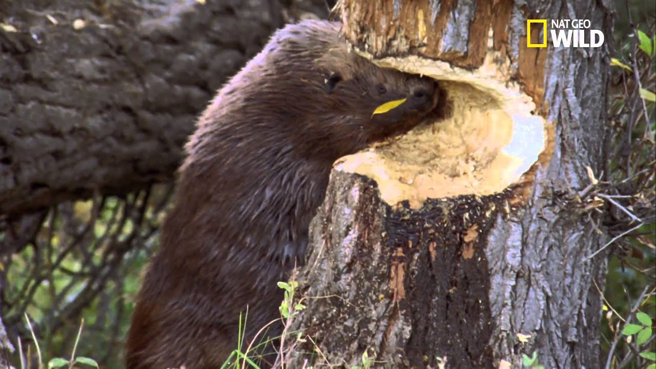 The Incredible American Beaver