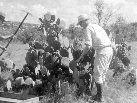 The Conquest of the Prickly Pear