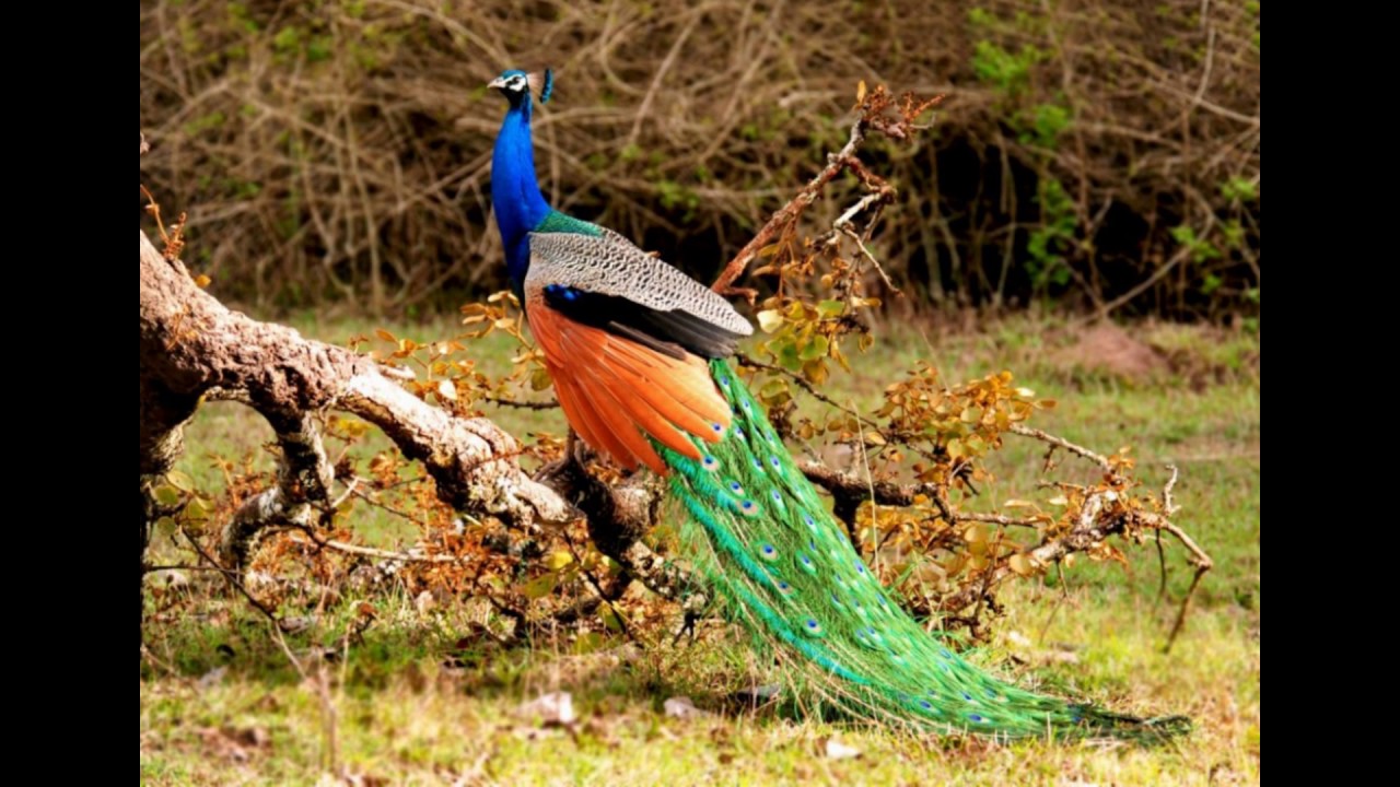 Amazing Peacock Wallpapers Pictures