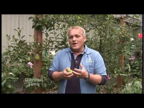 Pear Ripening