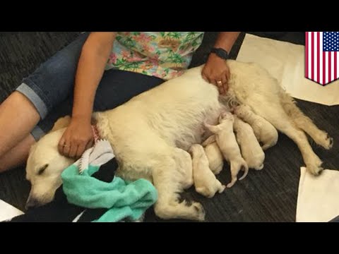 Dog gives birth to 8 PUPPIES at Tampa International - TomoNews