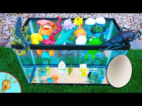 Learn Animals That Lay EGGS in Water Fish Tank! Education for Kids by Squishee Nugget
