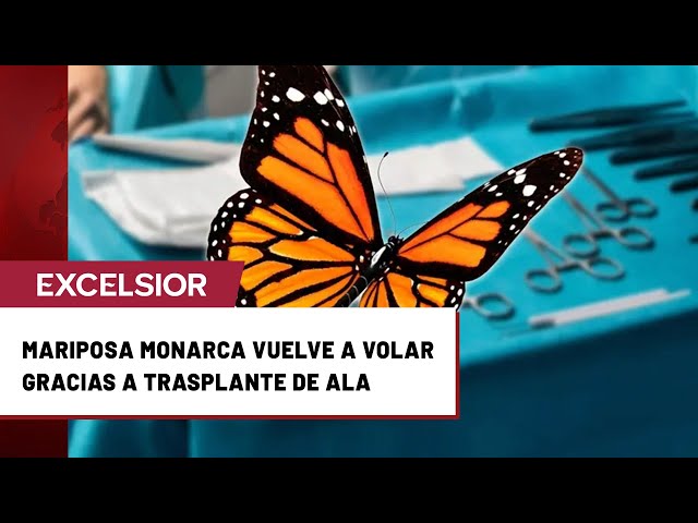 Mariposa Monarca, aletea por la supervivencia; una especie resiliente ...