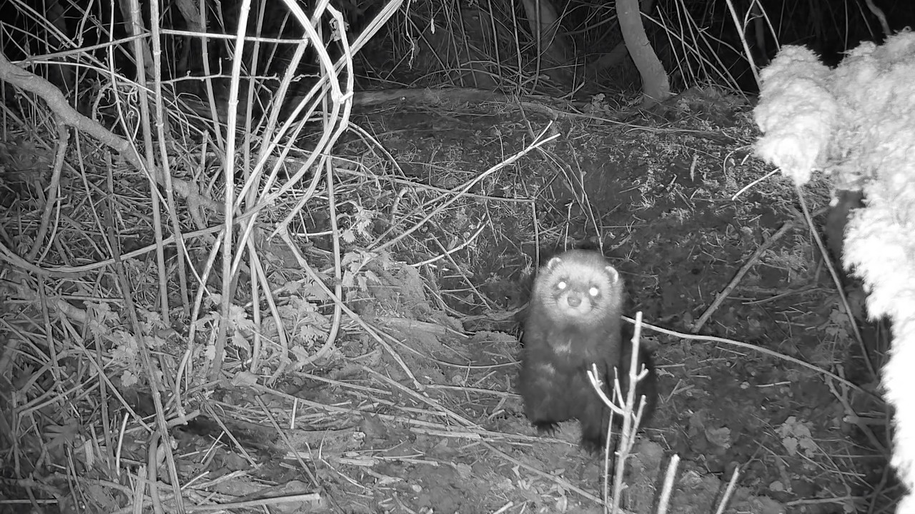30 Minutes of Polecat Footage - UK Wildlife