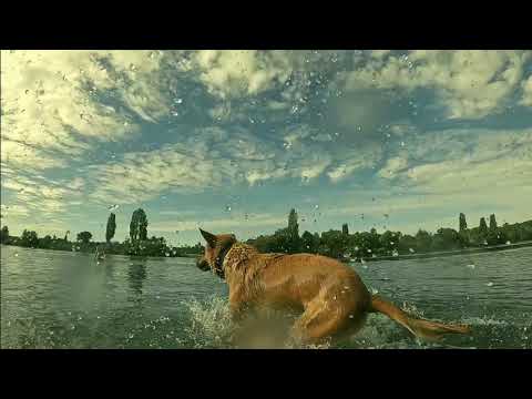 Can Dogs See Red? Understanding Canine Color Vision