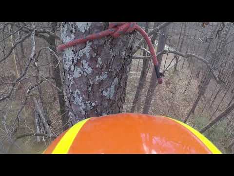 Removal of 8 Trees Before Lunch | Kevin's Tree Service