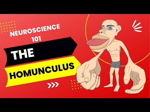 The Basics of Neuroscience: The Homunculus Human