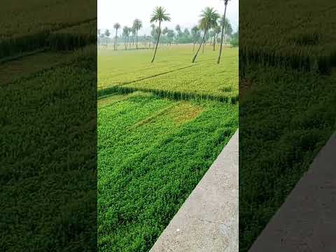 muje nai mere kheti ko dekh