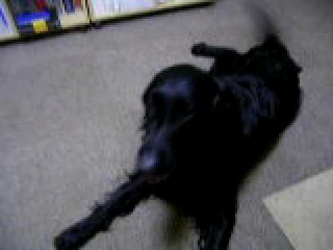 介助犬?・・フラットコーテッド・レトリーバー クルー