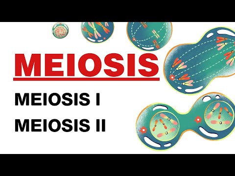 Meiosis Explained: From Prophase to Telophase | Meiosis 1 & 2 | Importance of Meiosis