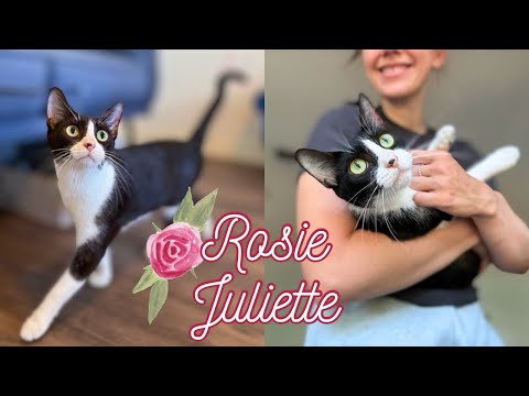 Cat for adoption - Rosie Juliette, a Domestic Short Hair & Tuxedo Mix ...