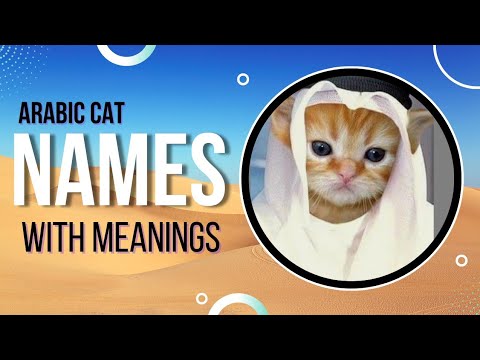 53 Arabic Cat Names That You May Have Never Heard Of| For Boys & Girls|2024