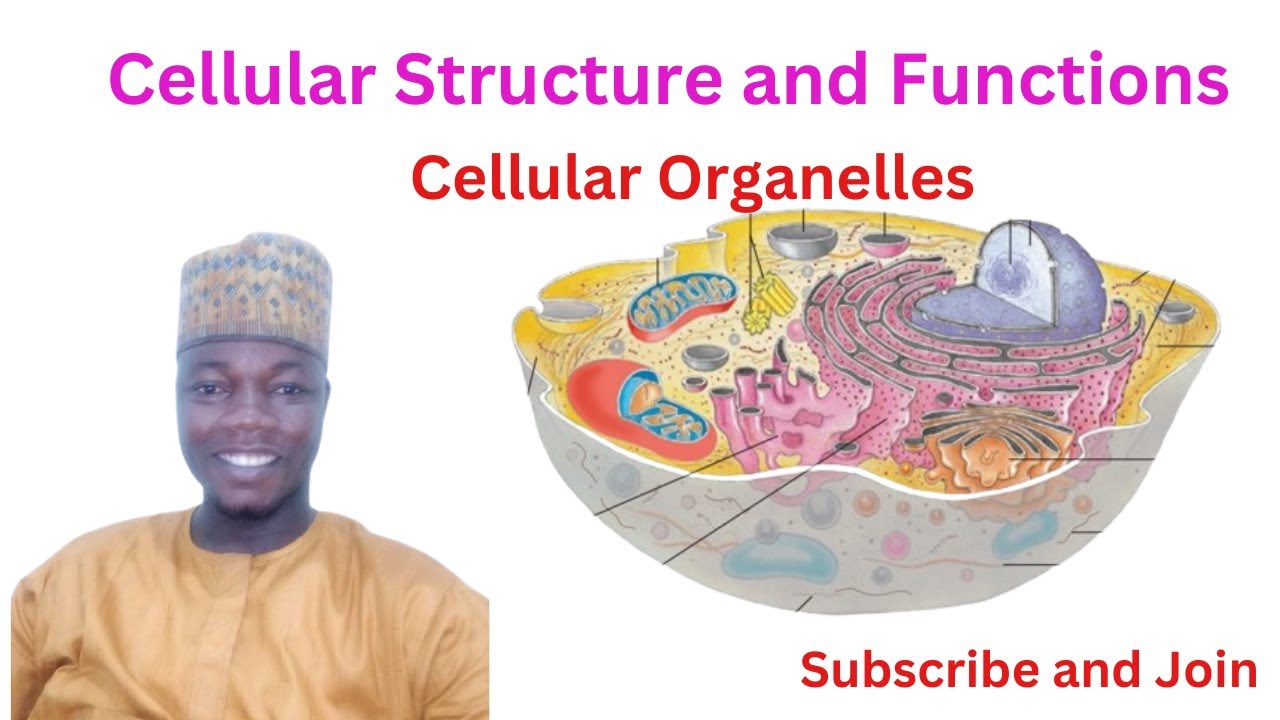 Understanding Cells: The Fundamental Unit of Life and Their Organelles ...