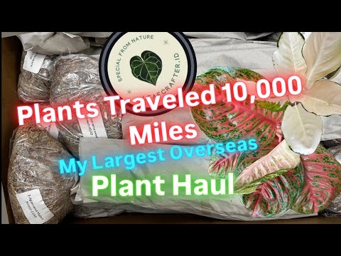 Overseas Import Plants Haul Unboxing Review What You Need to Know Detailed Plant Care Tips