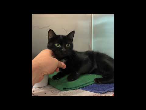 Lucky “Sally” is up for adoption after losing her tail in a mystery accident!
