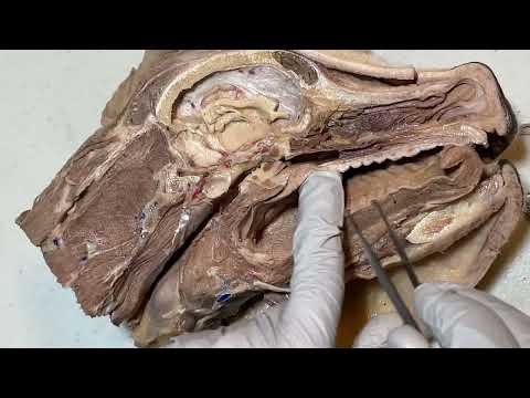 Dog nasal cavity larynx 1 Dr. Elnady
