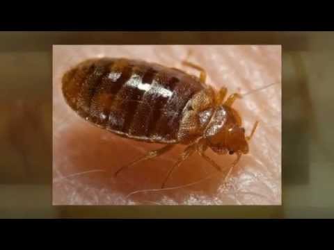 Bed Bug Pictures | Get Rid Of Bed Bugs