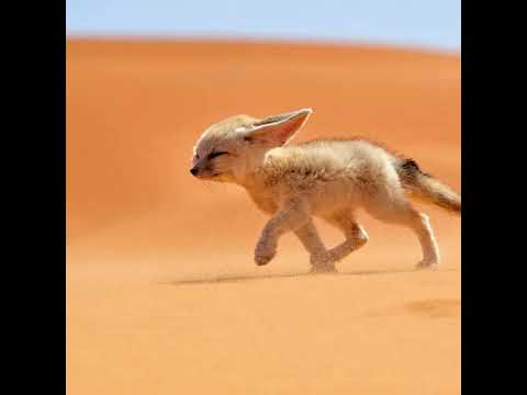 -owner 1- remember that time? #therian #therianthropy #antizoo #fennecfox