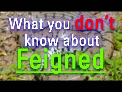 How to Say Feigned in English? | How Does Feigned Look? | What is Feigned?