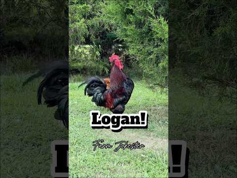 Logan!, Oooooh Logan!, Looogannn! #logan #logen #chickens #hen #hens #rooster #roosters