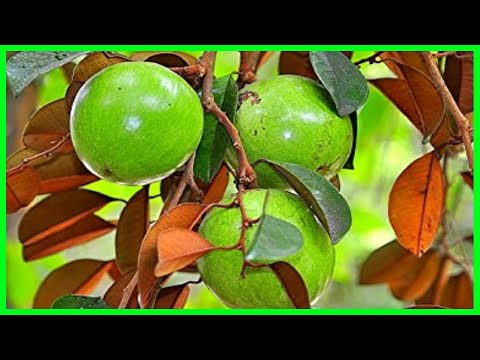 Health Benefits of Star Apple | Health Benefits | Fruit Journey