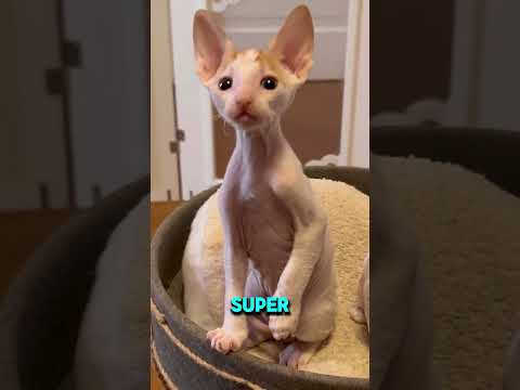 Cornish Rex: The Curly-Haired Cat That Acts Like a Dog! π±π₯#CornishRex #CurlyCat #CatLover #SmartCats