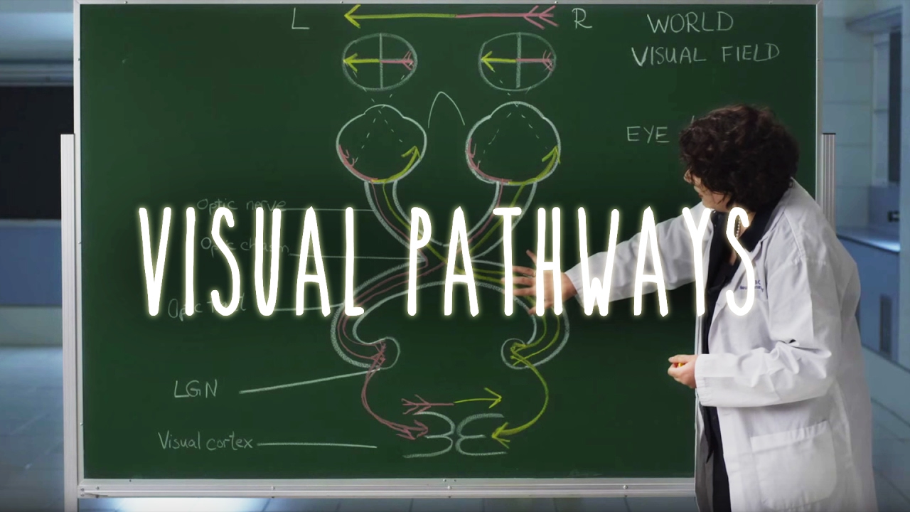 Neuroanatomy S1 E6: Visual Pathways #neuroanatomy #ubcmedicine