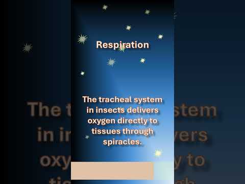 What is the primary purpose of the tracheal system