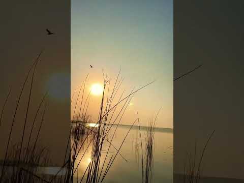 Nalsarovar bird sanctuary😇 #youtubeshorts #youtubeindia #shortsvideo #nalsarovar #birdsanctuary