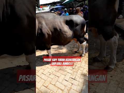 PASAR SAPI TUBAN KEDATANGAN SAPI BALI JUMBO! #shorts #shortvideo #viral #feedshorts