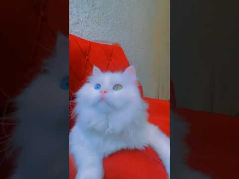 #cute#cat#eyes#colors#beautiful#viral#youtubeshorts