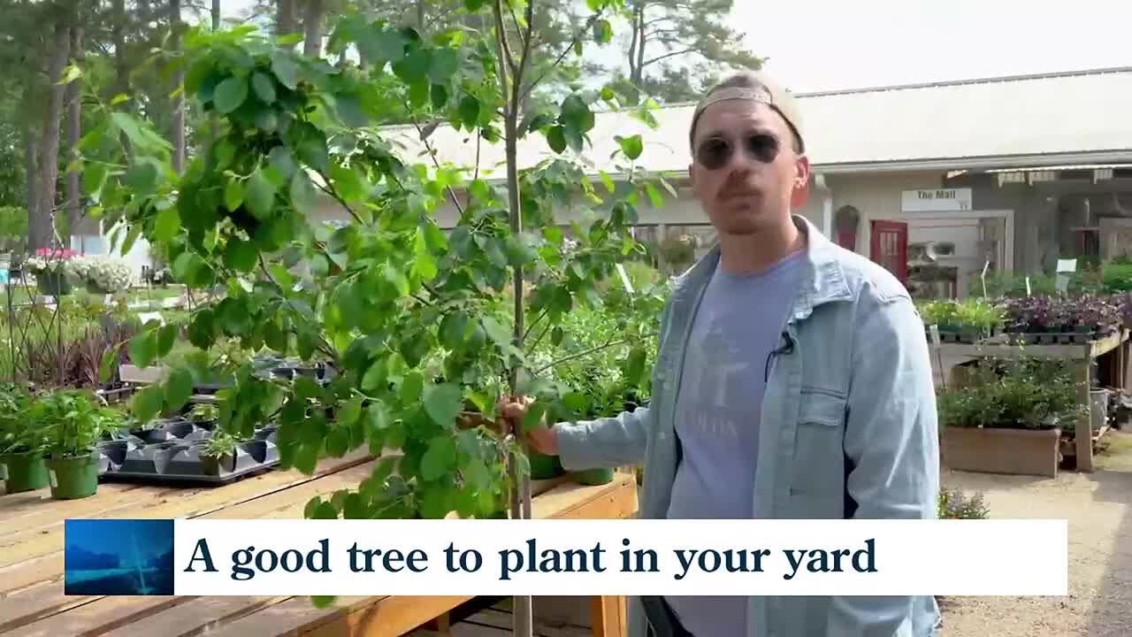 Consider a serviceberry tree for your yard
