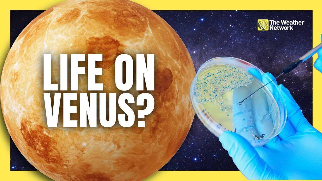 Is Life On Venus Impossible? Scientists Aren't So Sure