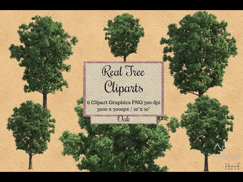 Real Tree Cliparts - Oak - photoshop overlays png, Tree layout, transparent background