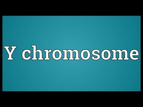 Y chromosome Meaning